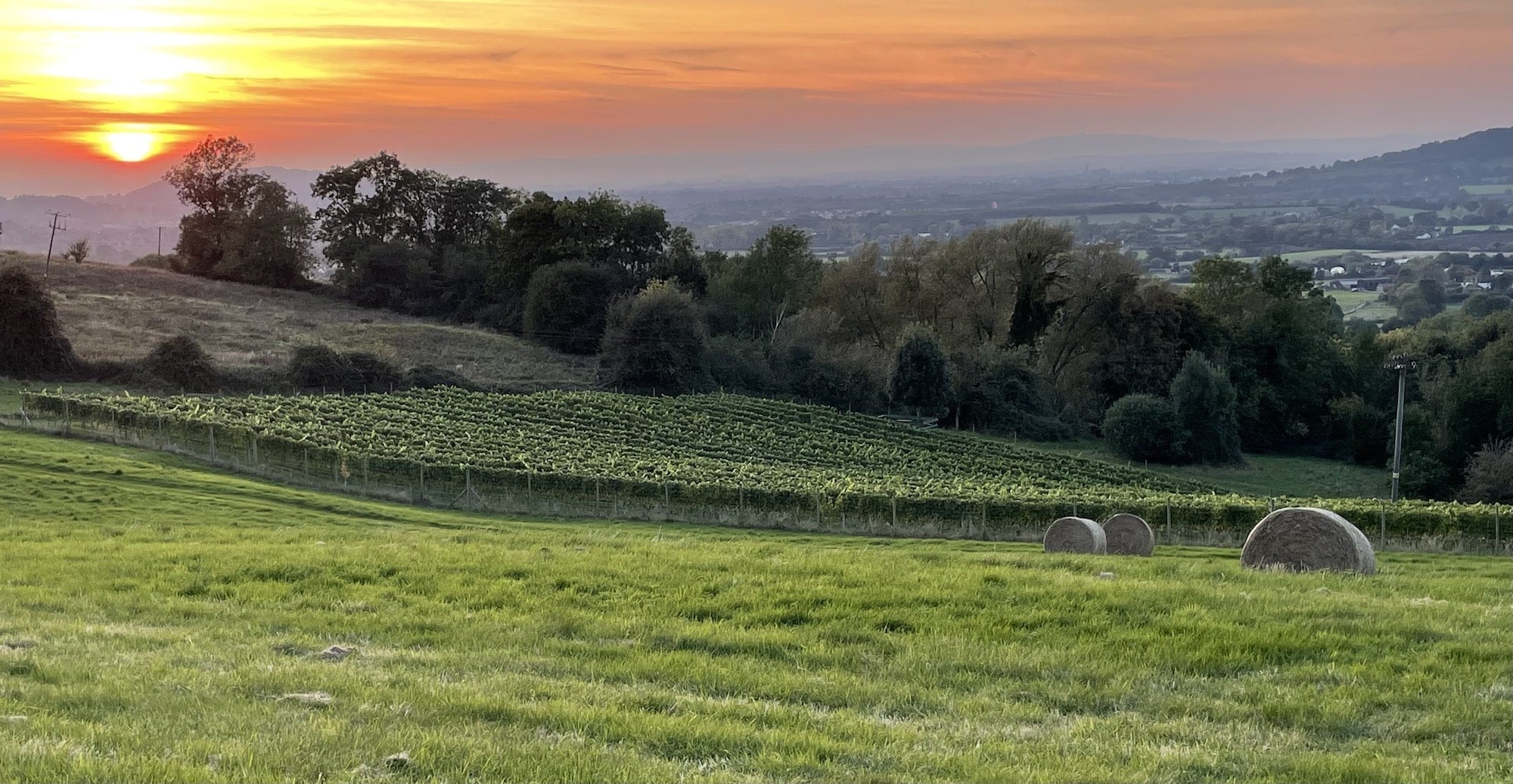 Dryhill Wine | Dryhill Wine